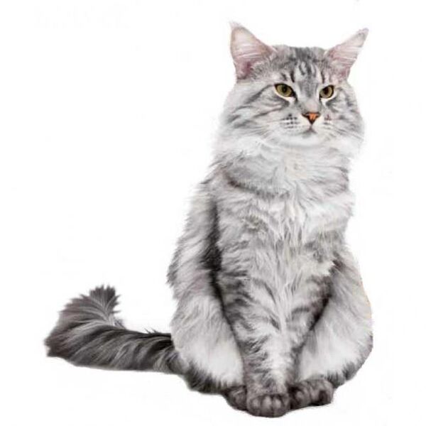 Je veux un chat Maine Coon - Gamm vert