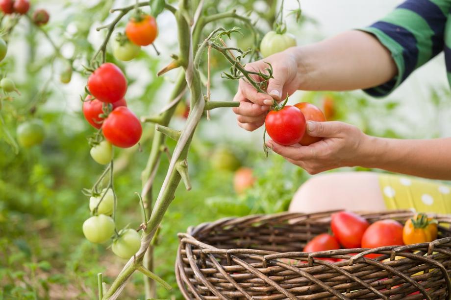 10 légumes faciles pour débuter au potager - Gamm vert