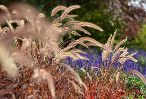 Les plus beaux jardins de graminées - Gamm vert