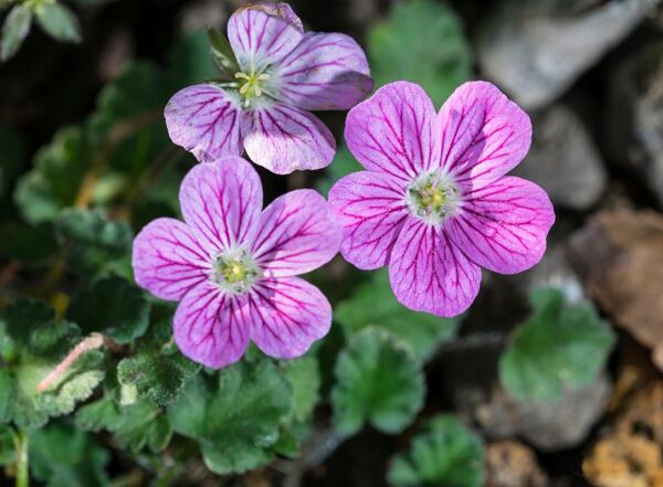 Mon "coup de cœur" se nomme Stéphanie - Gamm vert