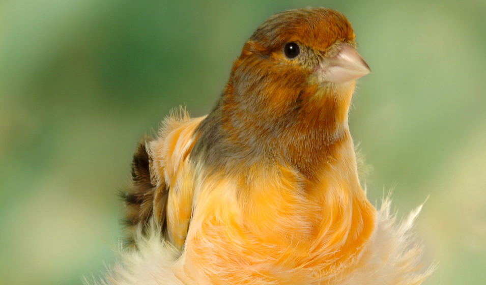 Le canari frisé - Jardiland