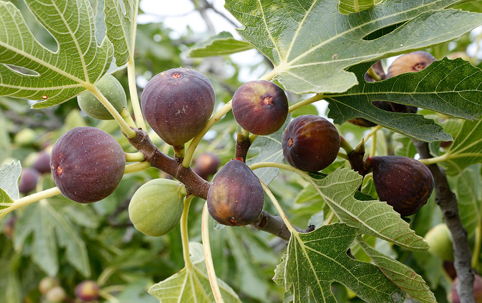 Figuier : généreux et à l'aise partout - Gamm vert