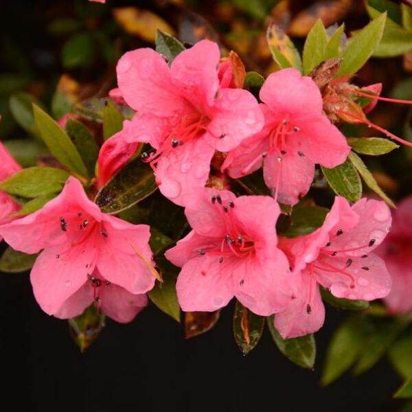 Découvrez une azalée japonaise couvre-sol - Gamm vert