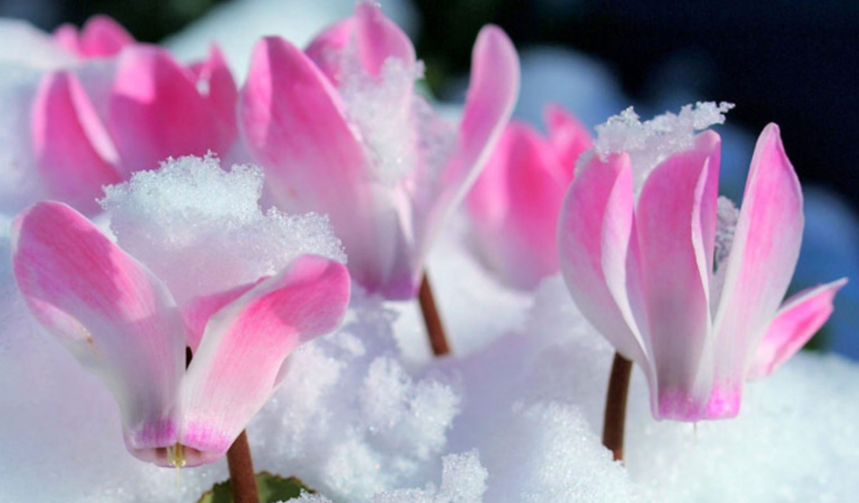 Las 8 flores más bonitas del invierno - Jardiland