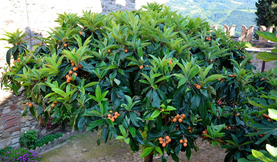 Néflier : variétés, plantation, culture et entretien - Jardiland