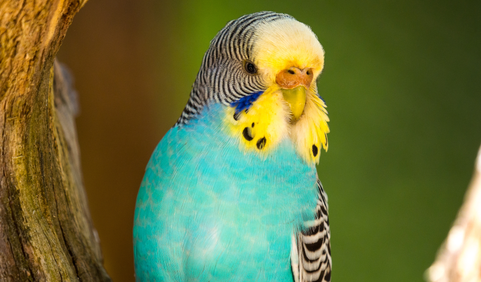 Comment élever un perroquet en appartement ? - Jardiland