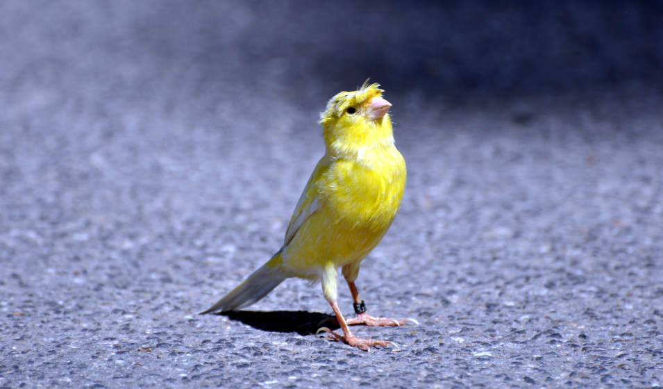 Le canari jaune - Jardiland