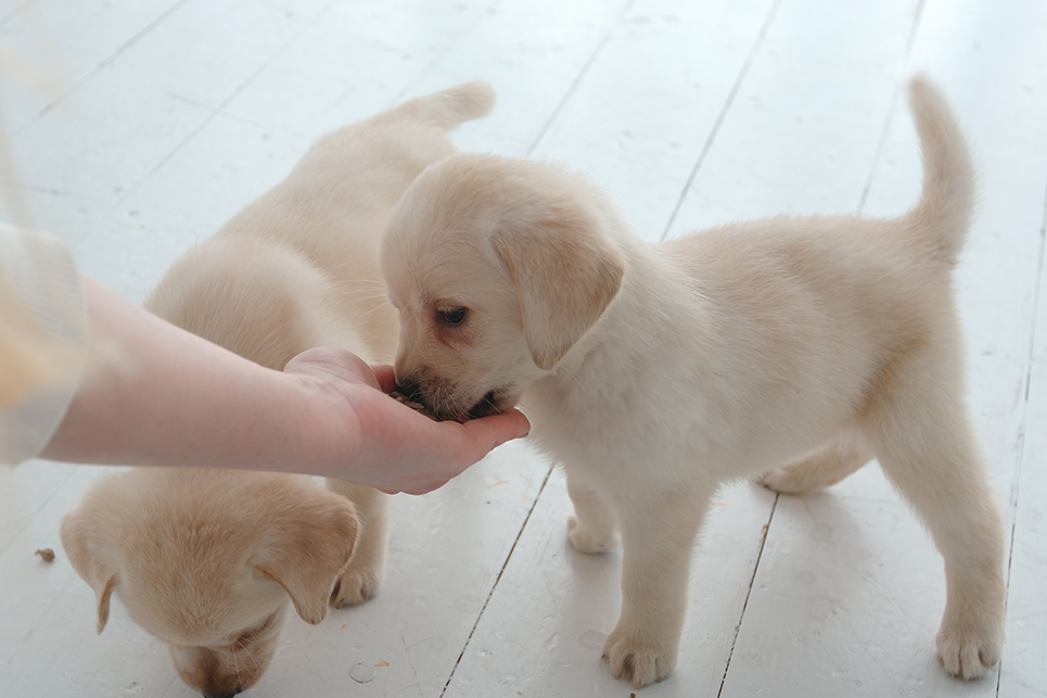 Comment nourrir un chiot ? - Jardiland