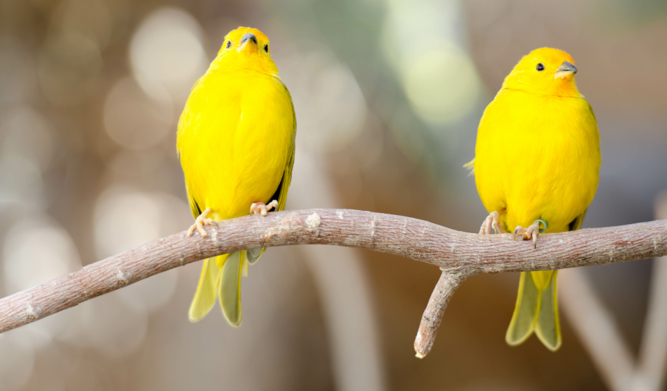 Comment prendre soin de votre canari ? - Jardiland
