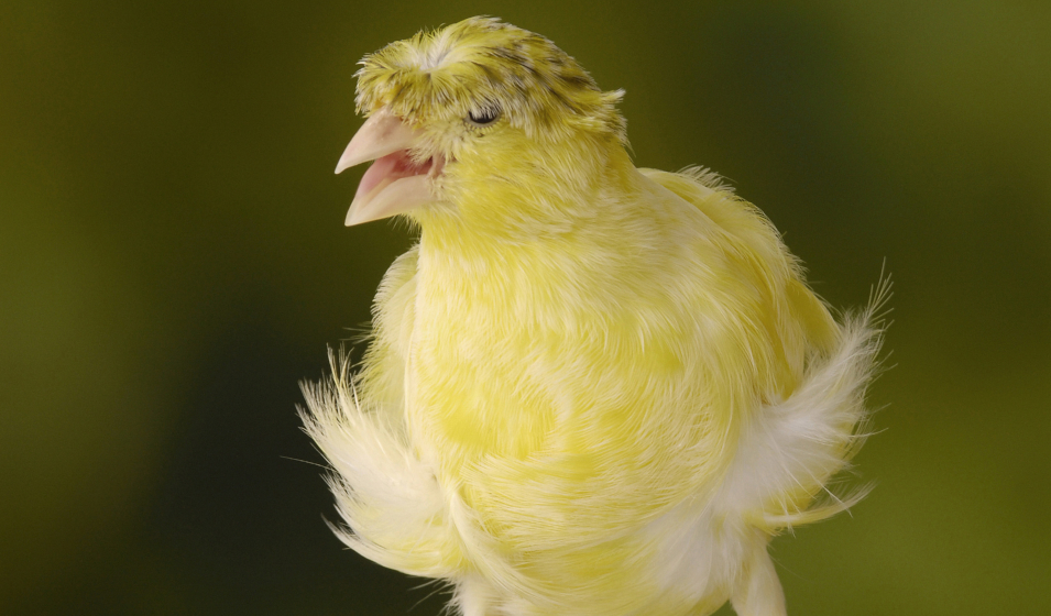 Le canari fiorino - Jardiland
