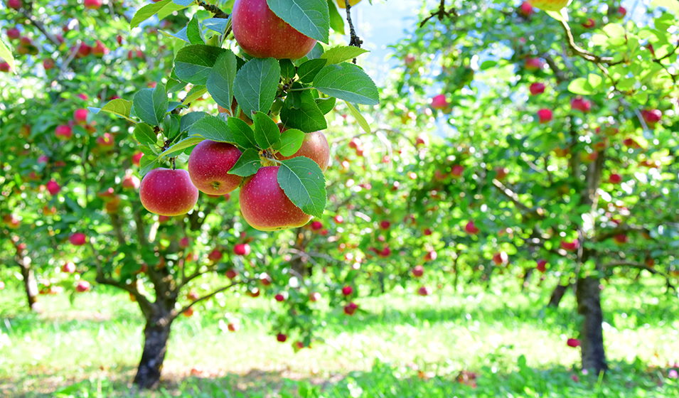 Comment créer son verger ? - Jardiland