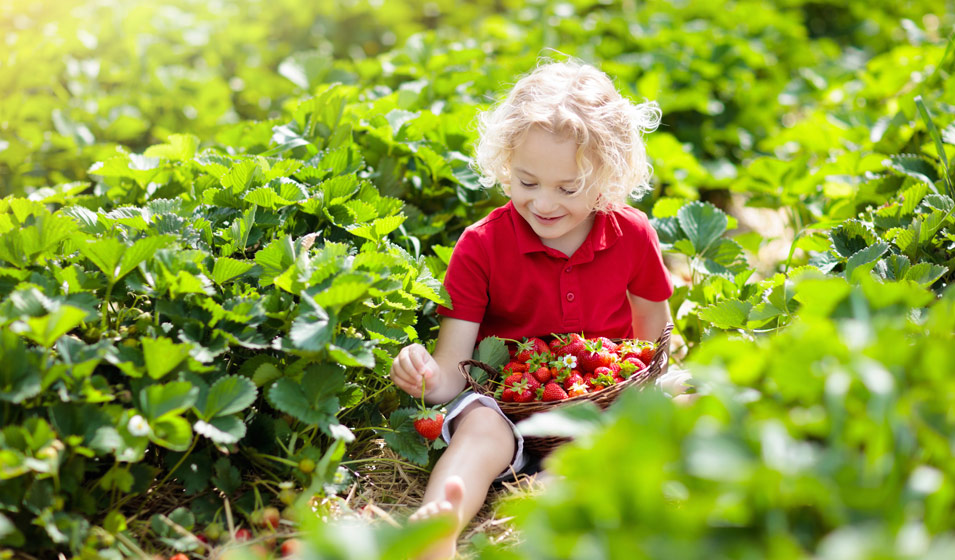 Que planter dans un carré potager ? - Jardiland