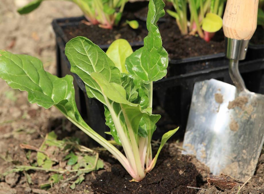 Quand et comment planter des côtes de blettes ou poirées ? - Gamm vert
