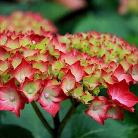 Hortensias "Hovaria" originaux et épatants… - Gamm vert
