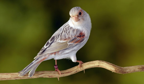 Le canari agate - Jardiland