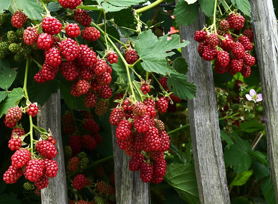 10 fruitiers originaux à planter sans attendre - Gamm vert