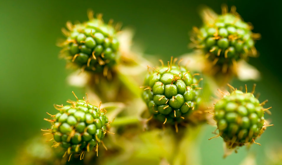 Mûrier : variétés, plantation et culture - Jardiland