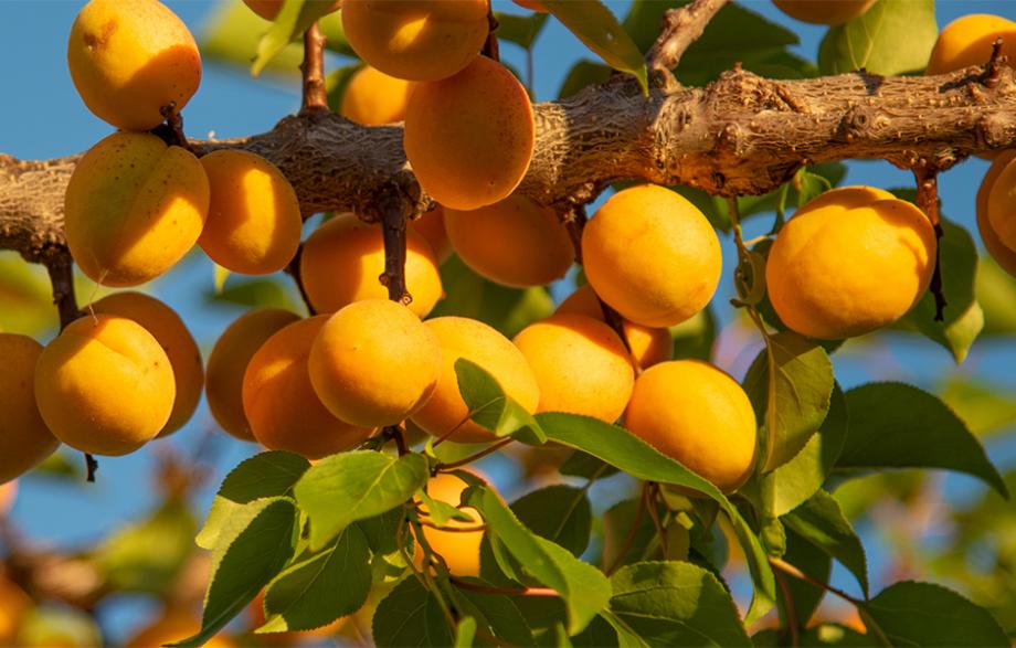 Le semis de l'abricotier - Gamm vert