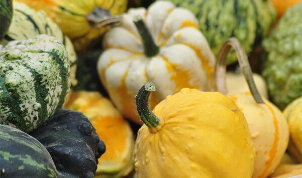 Coloquinte - Gamm vert