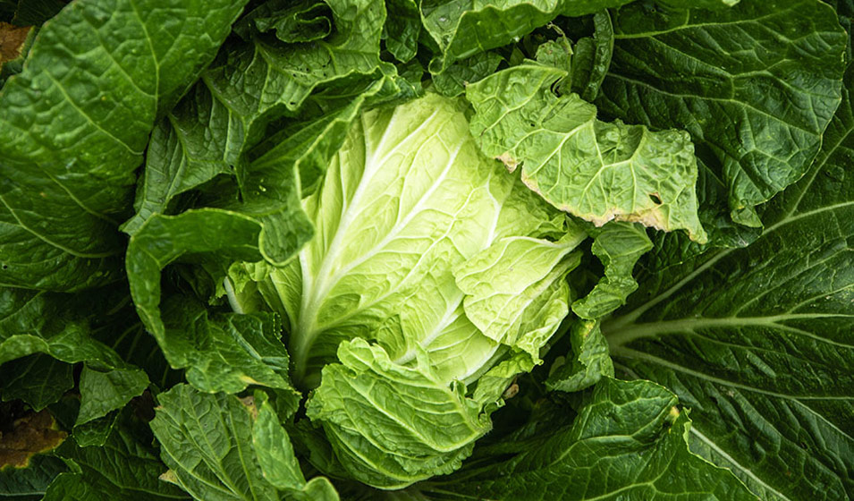 6 légumes verts incontournables du potager - Jardiland