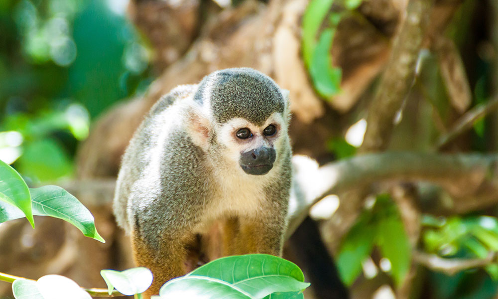 Zoom sur la Guyane - Jardiland