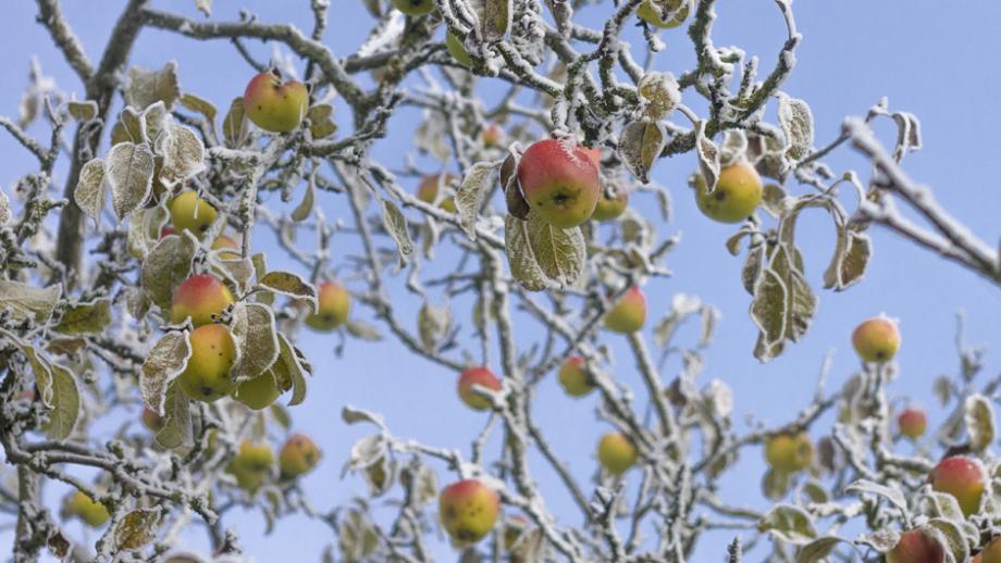Quel arbre fruitier planter en altitude ? - Gamm vert
