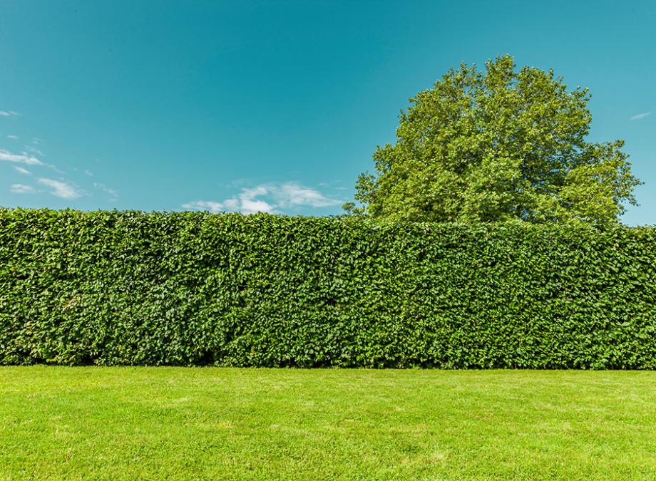 Quels sont les différents types de haie ? - Gamm vert