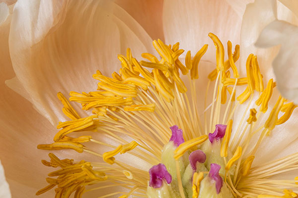 Anthère - Gamm vert