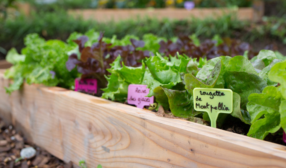Comment bien réaliser la rotation des cultures au potager ? - Jardiland