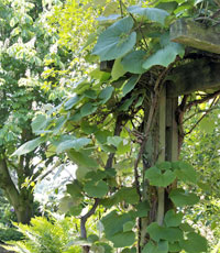 Vigne : une grimpante décorative et productive - Gamm vert