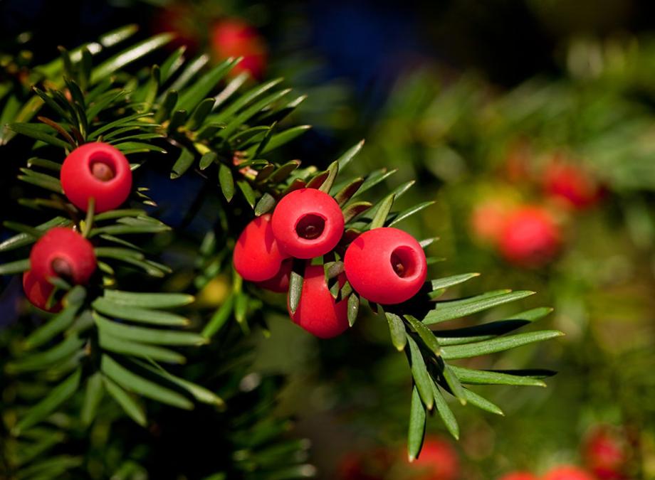 Comment avoir une belle haie de Taxus baccata ou ifs ? - Gamm vert