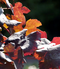 Vigne : une grimpante décorative et productive - Gamm vert