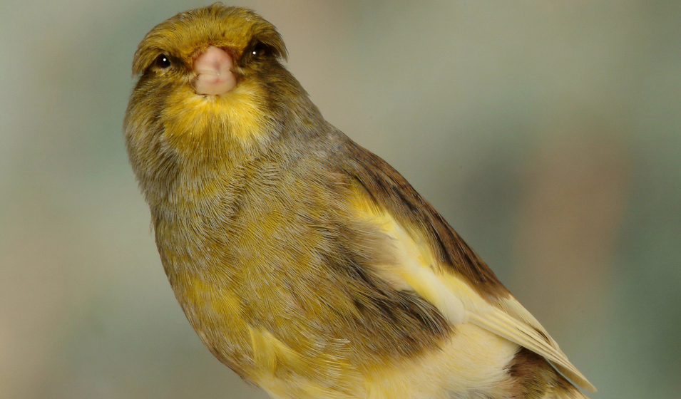 Le canari panaché - Jardiland
