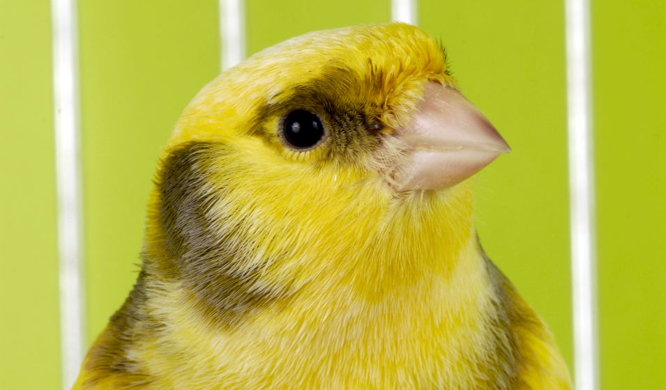 Le canari du Harz - Jardiland