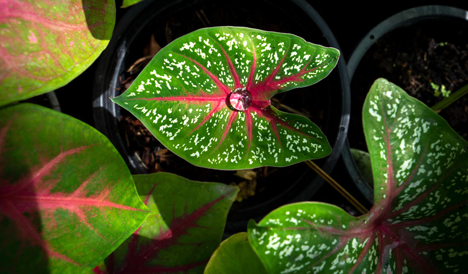 Caladium : culture, entretien et emplacement - Jardiland