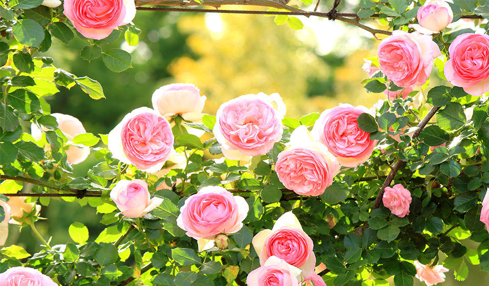 5 astuces pour de belles roses - Jardiland