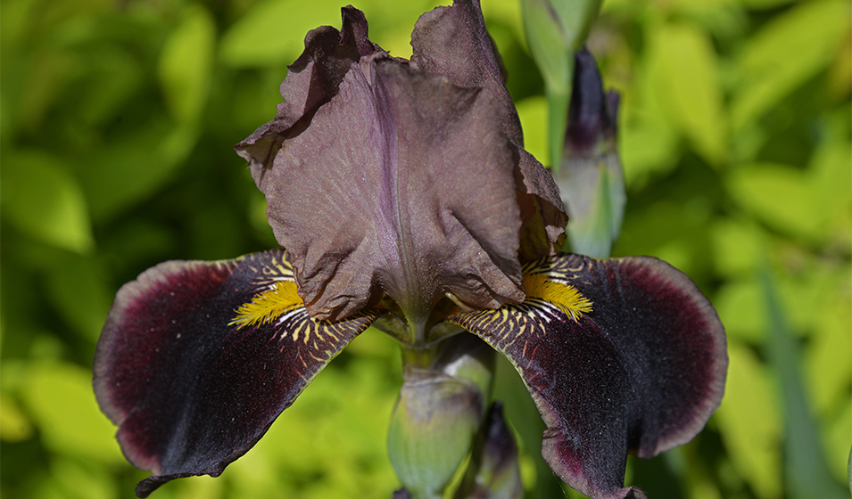 Quand et comment planter les grands iris de jardin ? - Jardiland