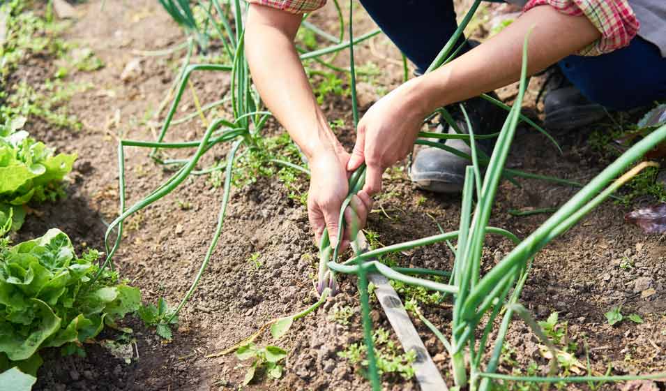 Oignon nouveau : planter, cultiver et récolter - Jardiland