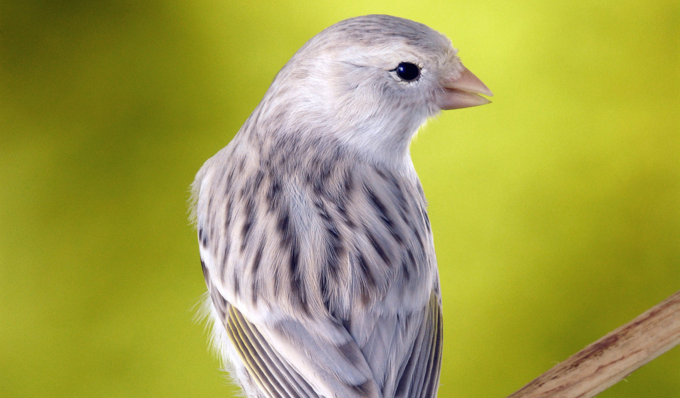 Le canari bleu - Jardiland