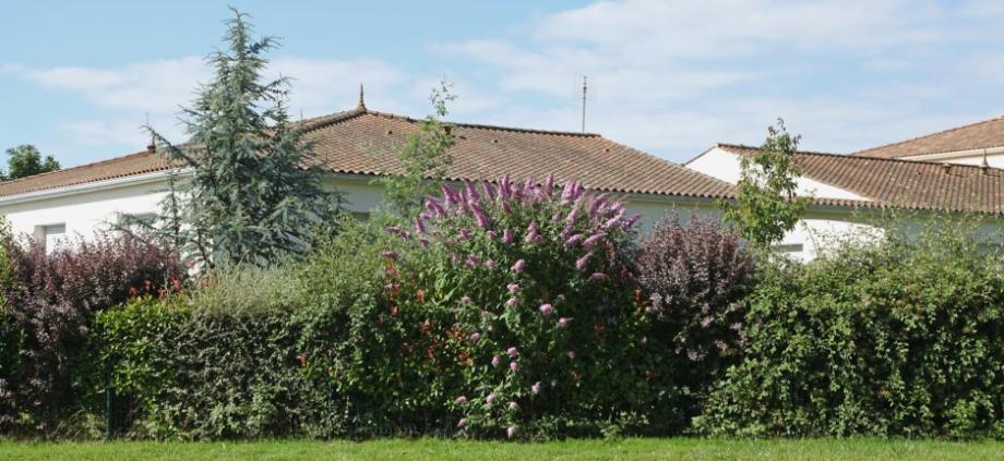 Comment planter le buddléia ou arbre à papillons ? - Gamm vert