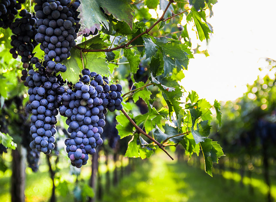 Vigne : une grimpante décorative et productive - Gamm vert