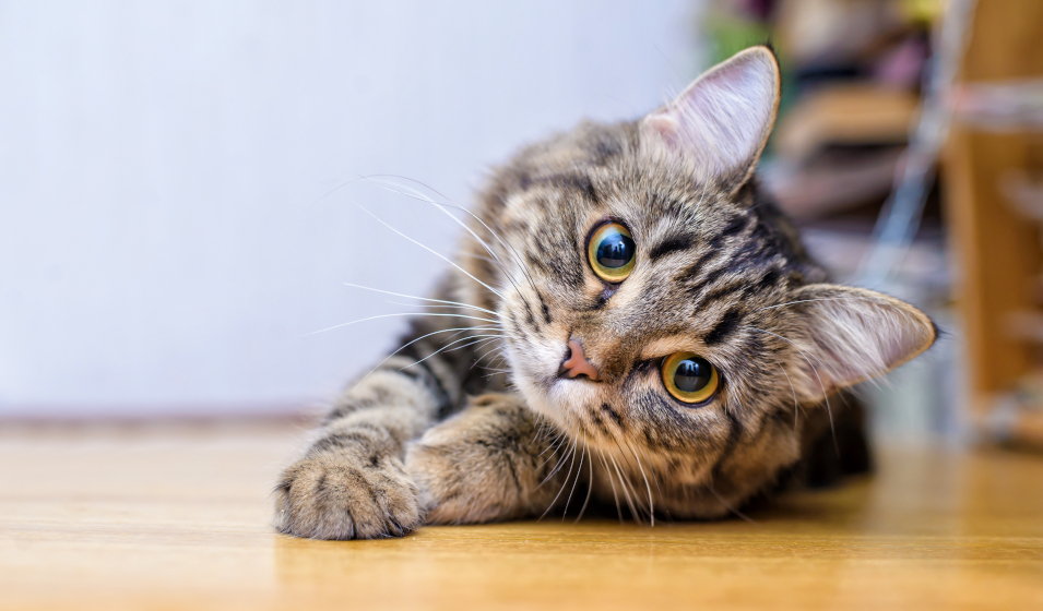 Comment nettoyer les yeux d'un chat ? - Jardiland