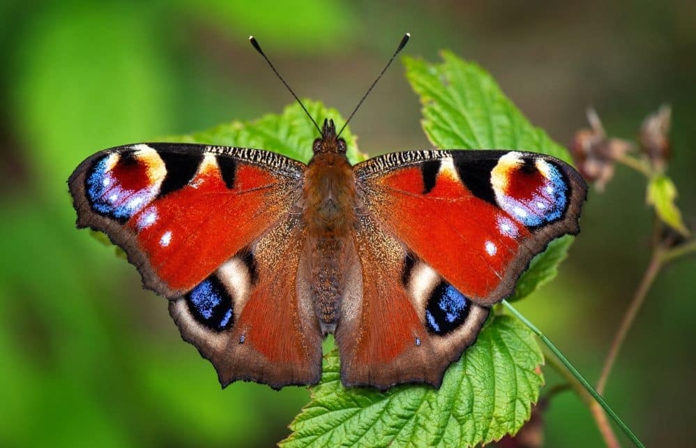 Les 10 Plus Beaux Papillons Du Monde TOP 20: Les Plus Beaux Papillons