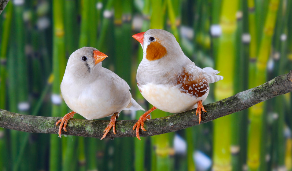 Le diamant mandarin : races, alimentation, santé - Jardiland