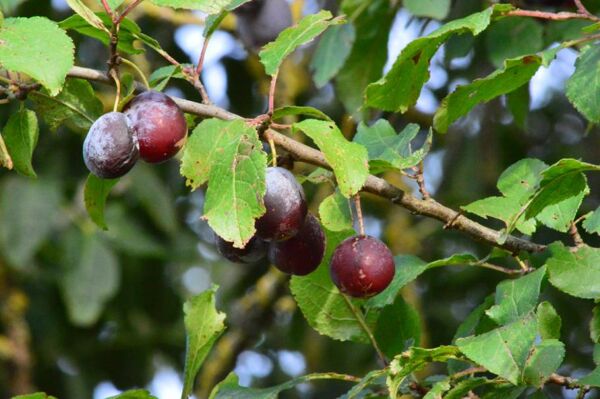 Le prunier sauvage, un arbre domestique - Gamm vert