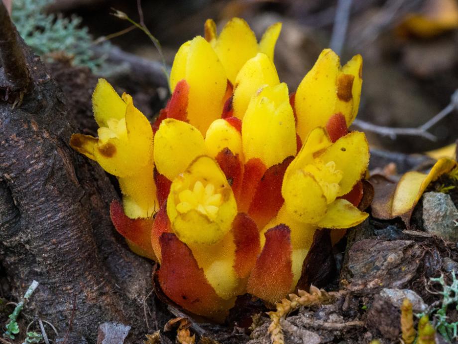 Les plantes parasites-vampires - Gamm vert