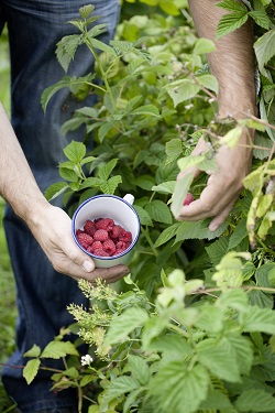 Plantez des framboisiers - Gamm vert