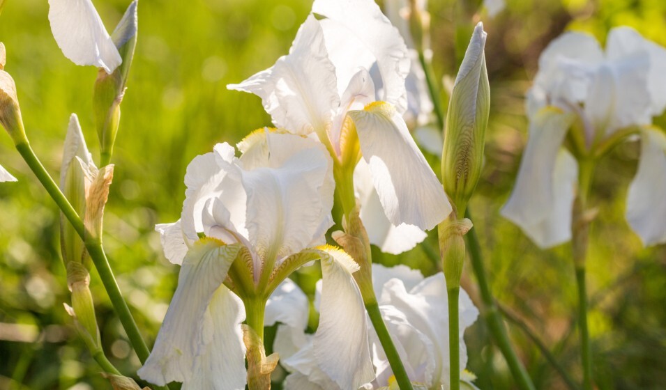 Quand et comment planter les grands iris de jardin ? - Jardiland