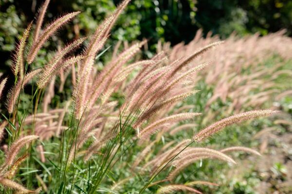 Quand diviser les graminées ? - Gamm vert