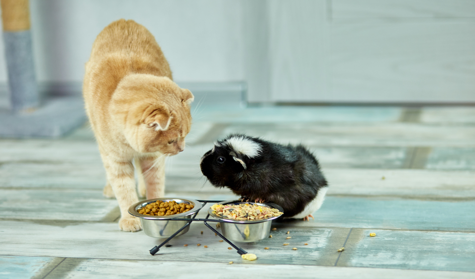 Quels aliments donner à vos animaux de compagnie ? - Jardiland